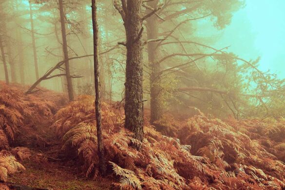 TIM TADDER | An Exclusive Interview - Photography Magazine - Lens Magazine